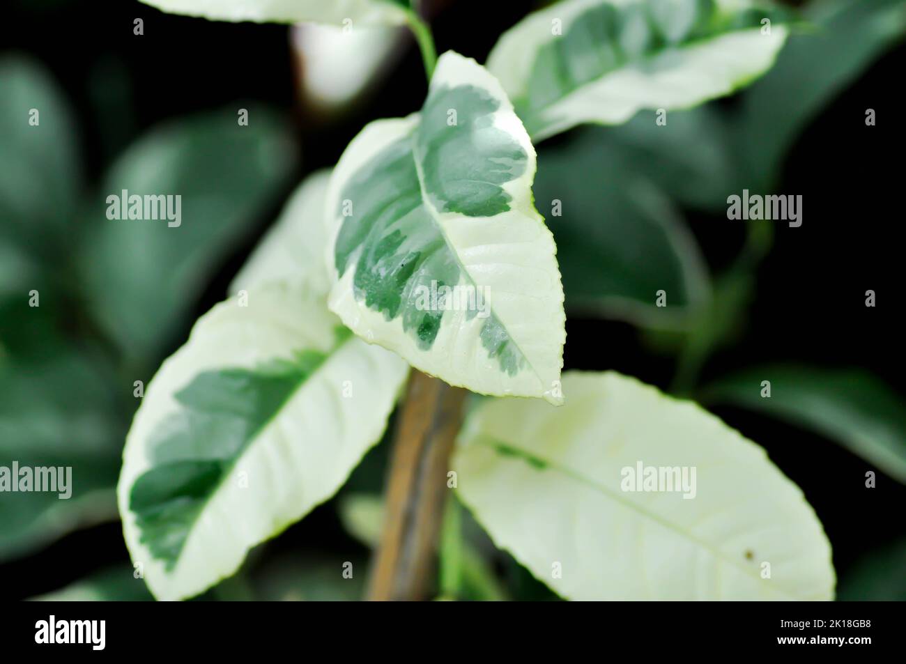 eureka pink variegated or lime plant or lemon tree or variegated lemon ...