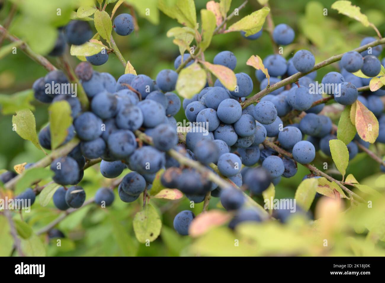 Sloes october hi-res stock photography and images - Alamy