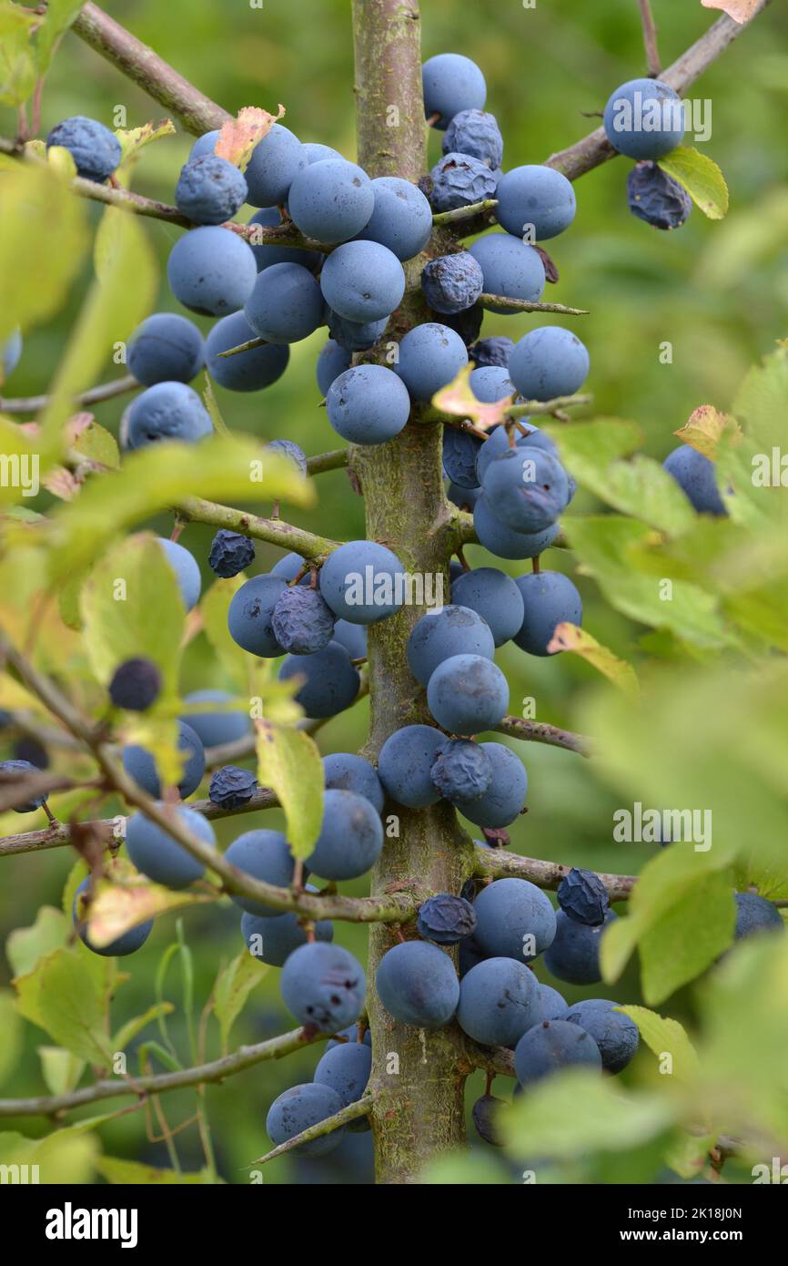 Sloes october hi-res stock photography and images - Alamy