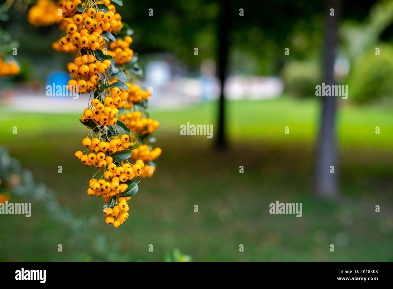 Yellow berries of Pyracantha (firethorn) plant with blurred background ...