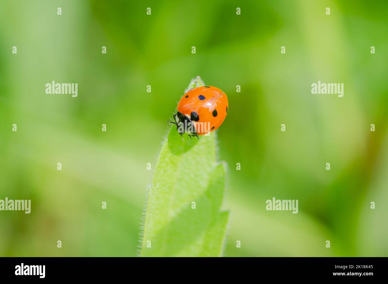 Lady bird insect ladybug hi-res stock photography and images - Alamy