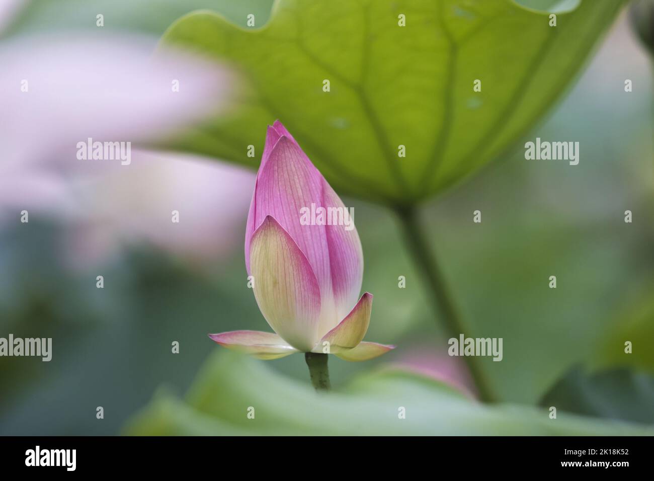 Lotus blossom at Shun Sum Yuen Farm, Kwu Tung.07JUN22 SCMP /K. Y. Cheng ...