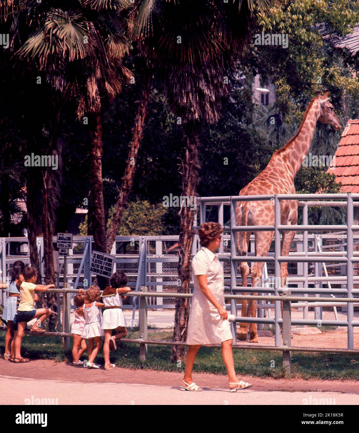 JIRAFA EN EL ZOOLOGICO. Location: RETIRO-ZOO ANTIGUO, EL. MADRID. SPAIN ...