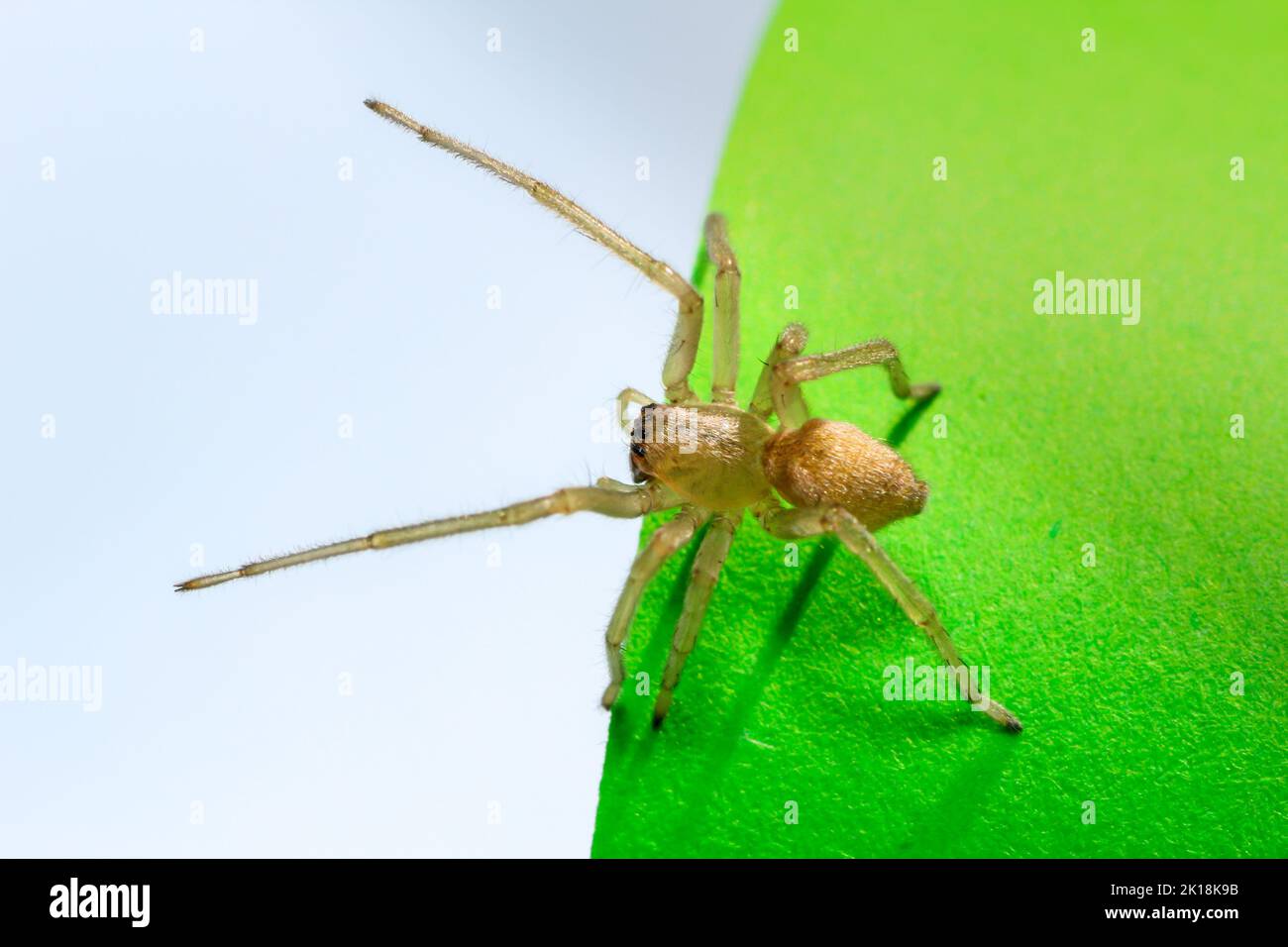 A closeup of a Cheiracanthium mildei, known as the northern yellow sac ...
