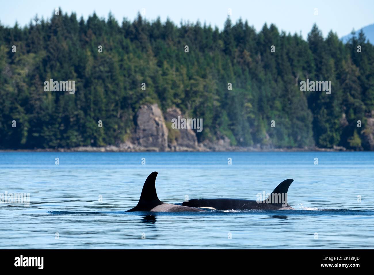 A dorsal fin of a killer whale (Orcinus orca) in the blue ocean Stock ...