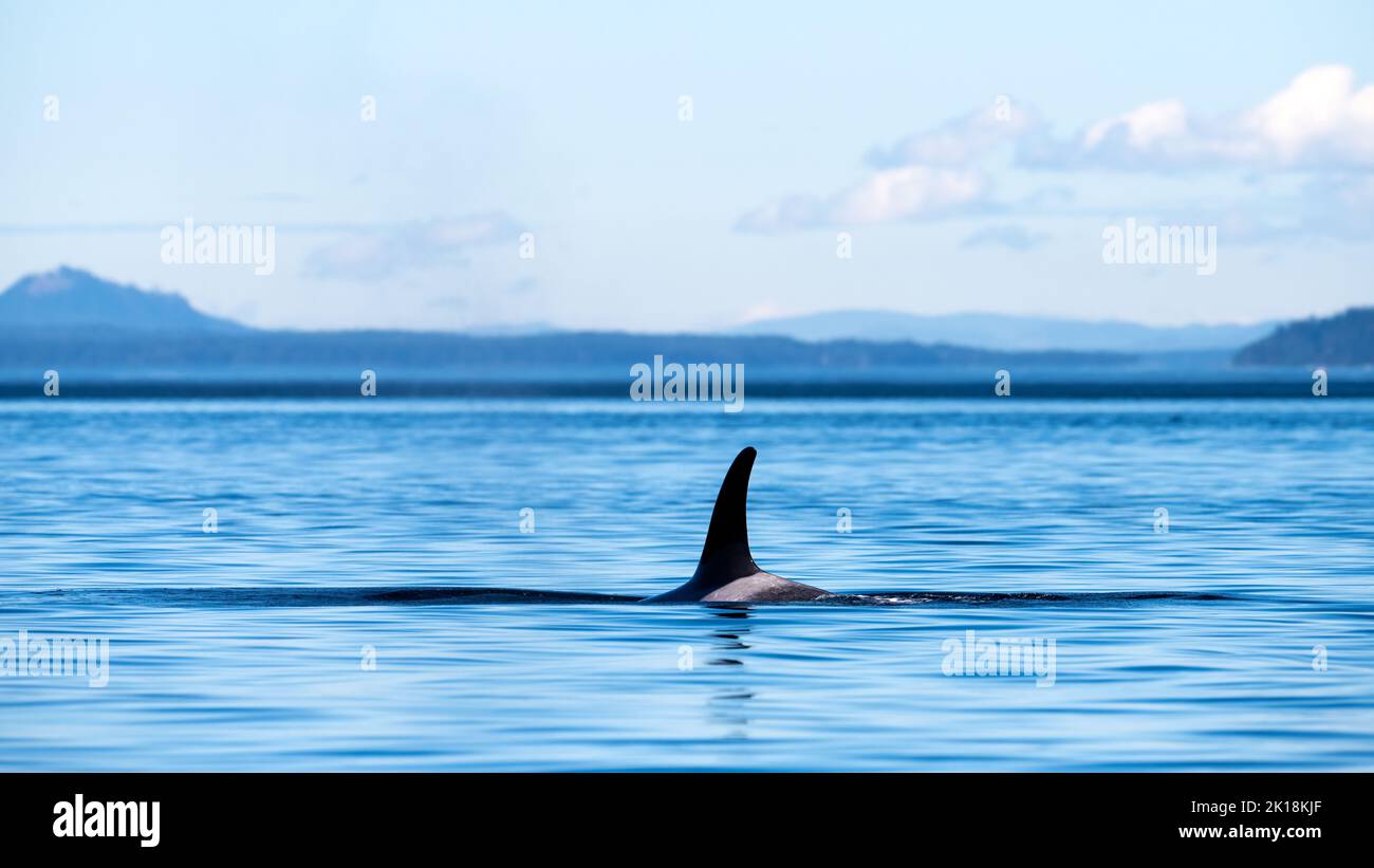 A dorsal fin of a killer whale (Orcinus orca) in the blue ocean Stock ...