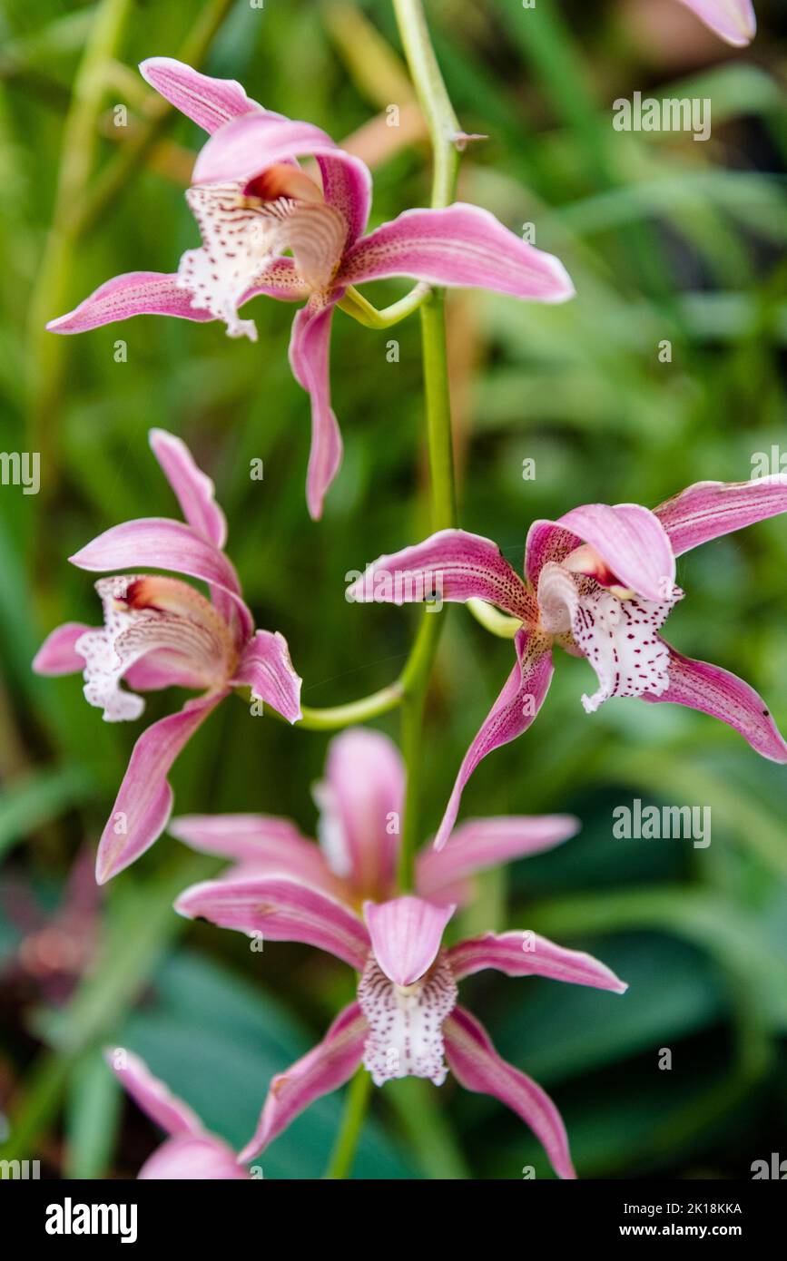 'King Orchid' Dendrobium speciosum Stock Photo - Alamy
