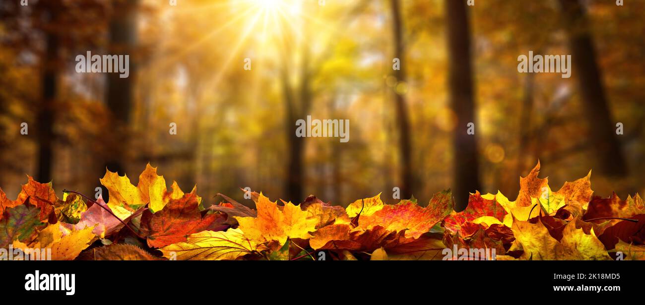 Arranged row of autumn leaves on the forest ground, defocused trees ...