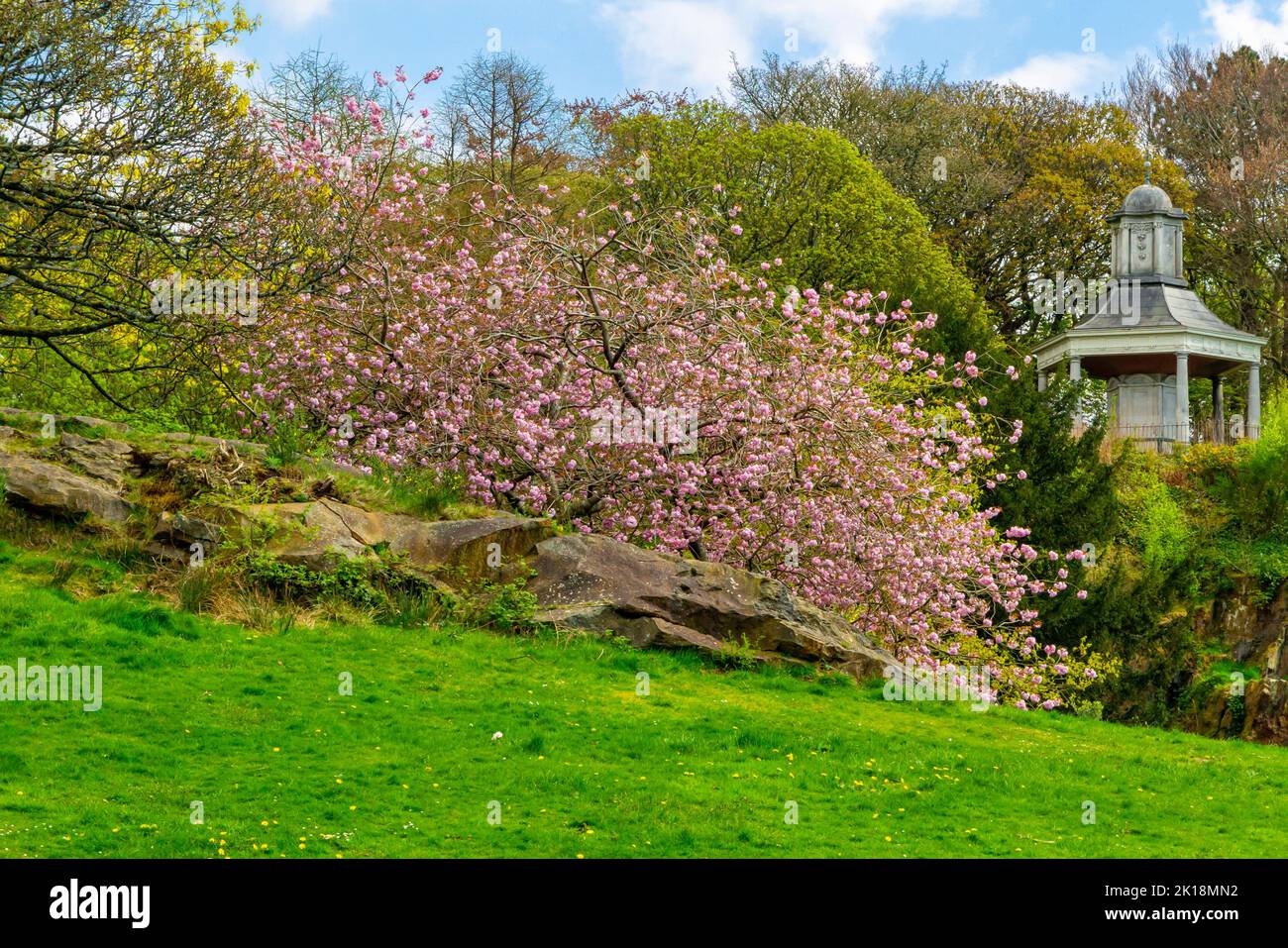 Shrubs in early spring blossom in April next to the Ashton Memorial in ...