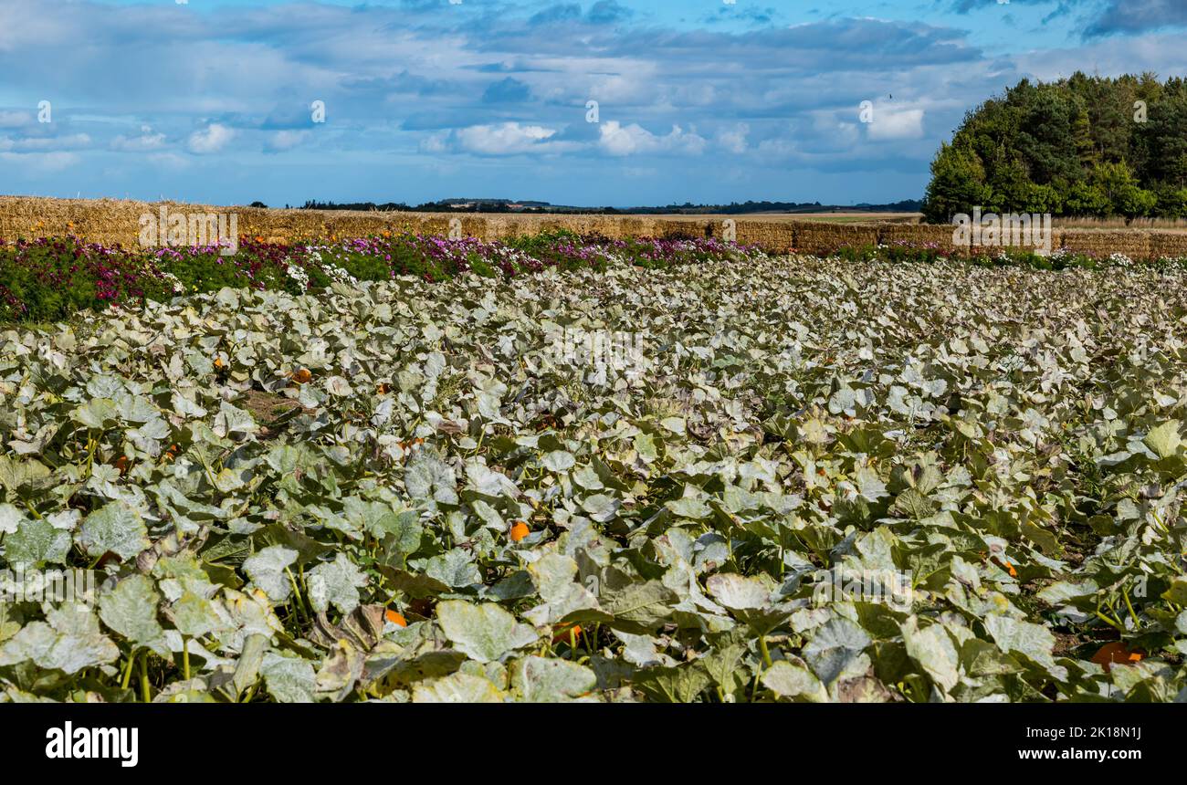 East Lothian, Scotland, UK, 16th September 2022. Pumpkin harvest at ...