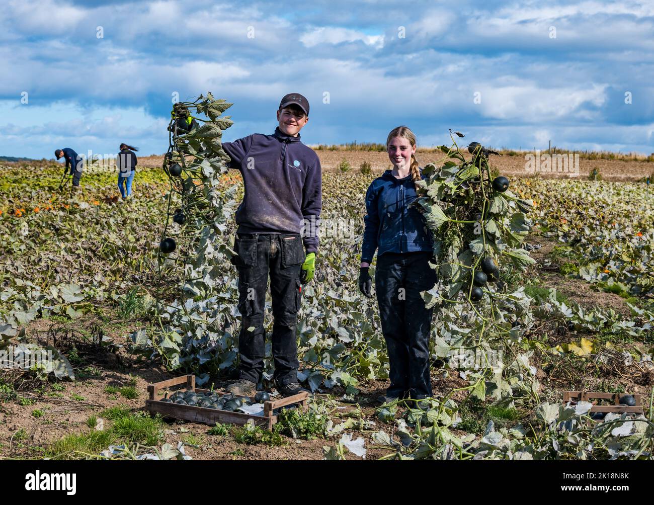 East Lothian, Scotland, UK, 16th September 2022. Pumpkin harvest at ...