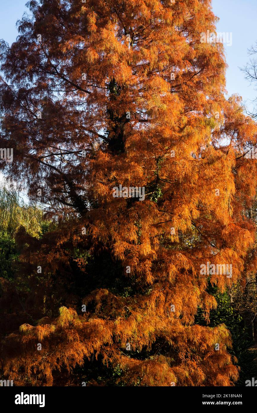 Conifer tree with orange needles, Crystal Palace Park, London, England ...