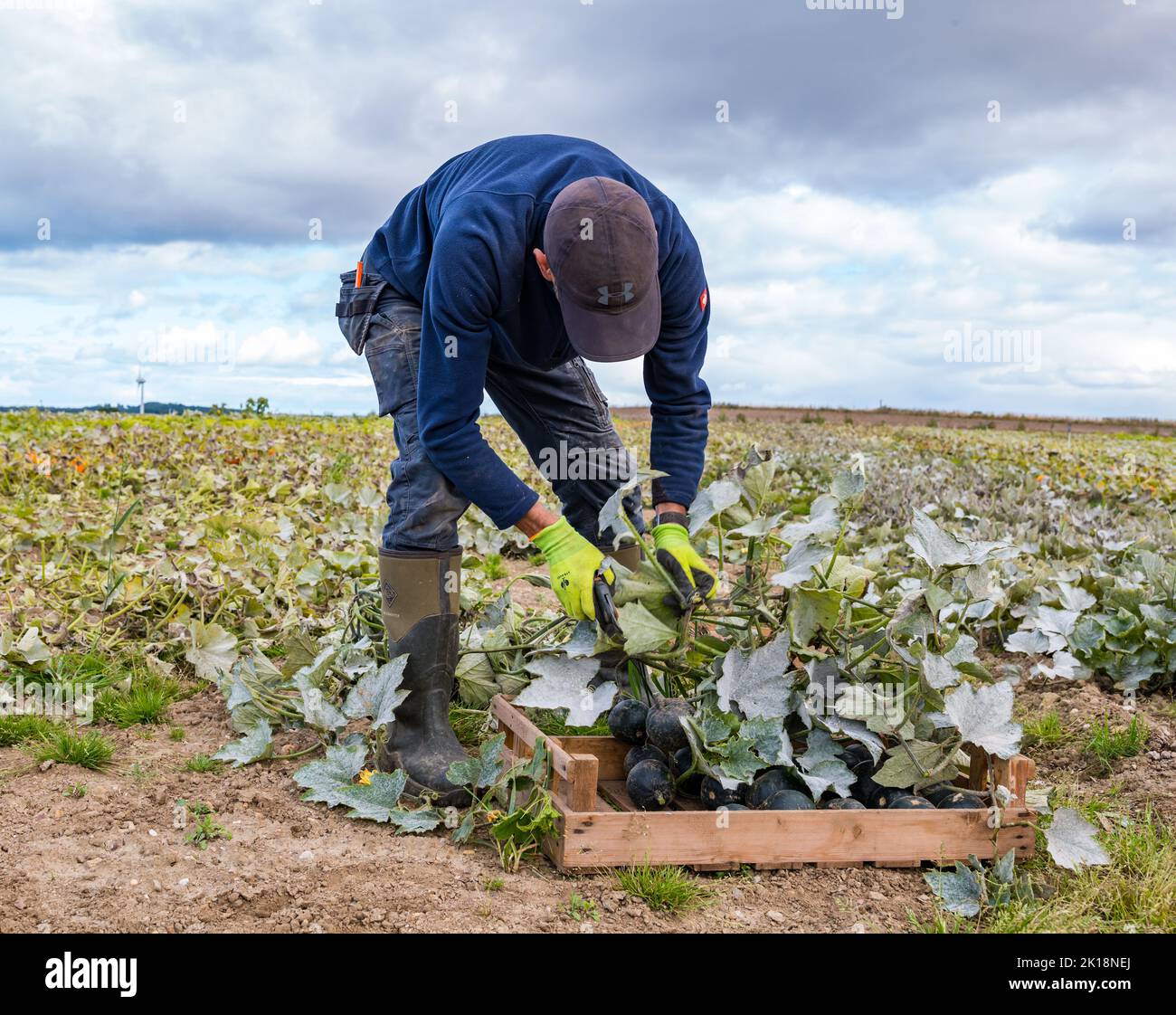 East Lothian, Scotland, UK, 16th September 2022. Pumpkin harvest at ...