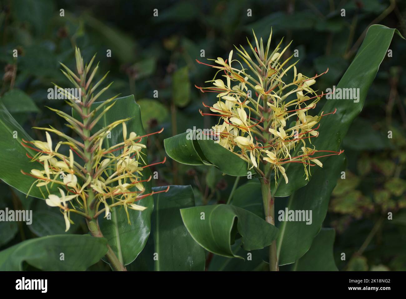 Hedychium gardnerianum (Kalihi Ginger Stock Photo - Alamy