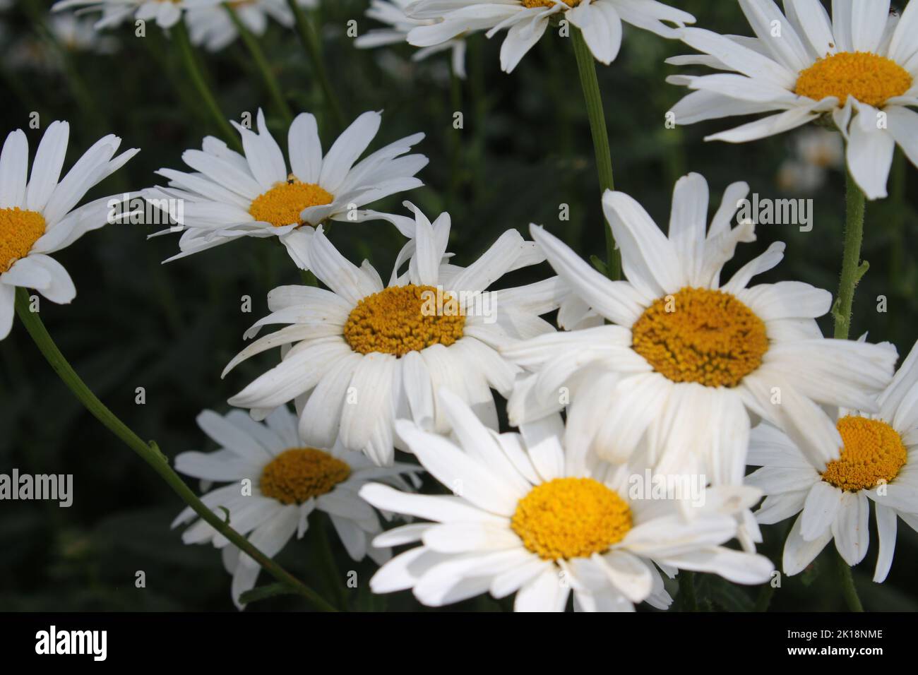 Daisy flower macrophotography. Garden plant close-up. White blossoms in ...