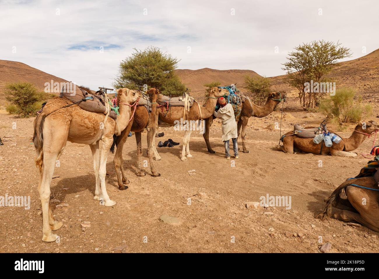 Berber man preparing a camel caravan for a hike. Loading things on ...