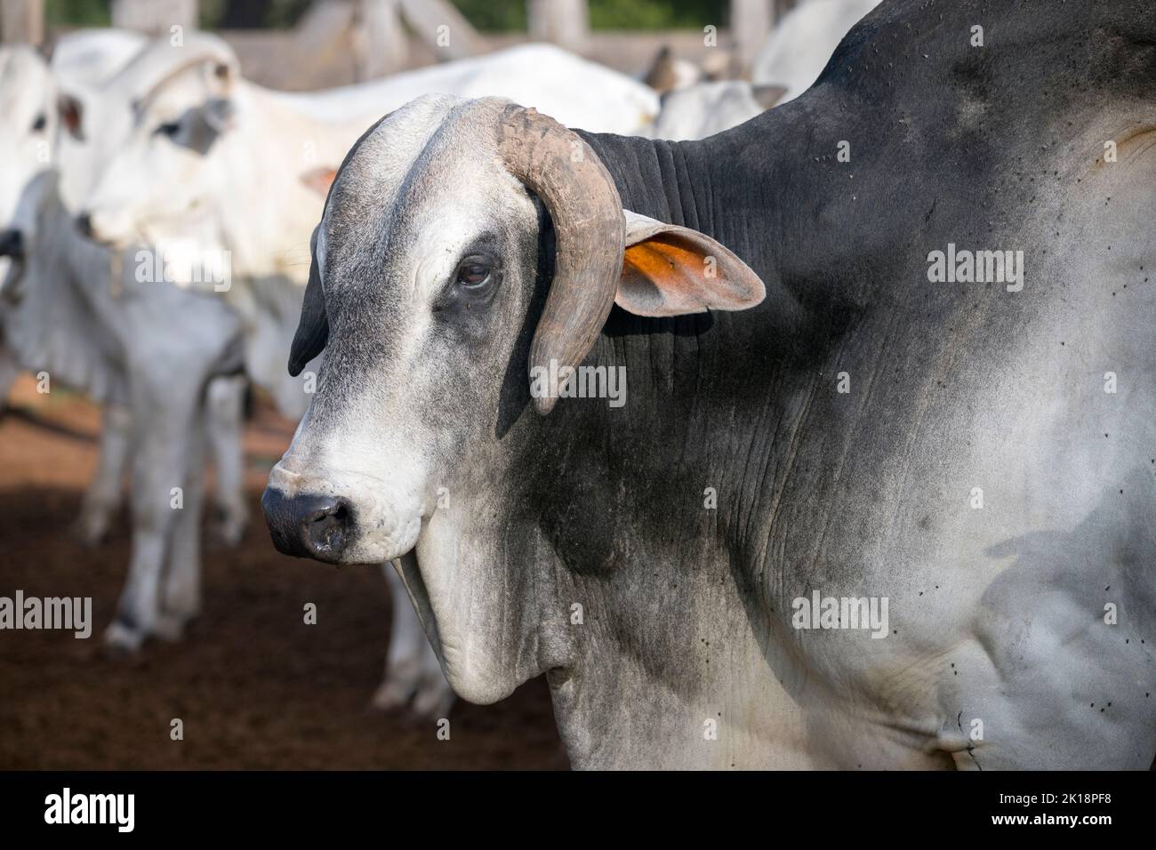 Close-up of Nelore cattle in a corral near Baiazinha Lodge in the ...