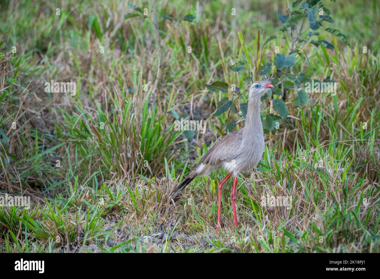 A Red-legged Seriema (Cariama cristata) near Baiazinha Lodge in the ...