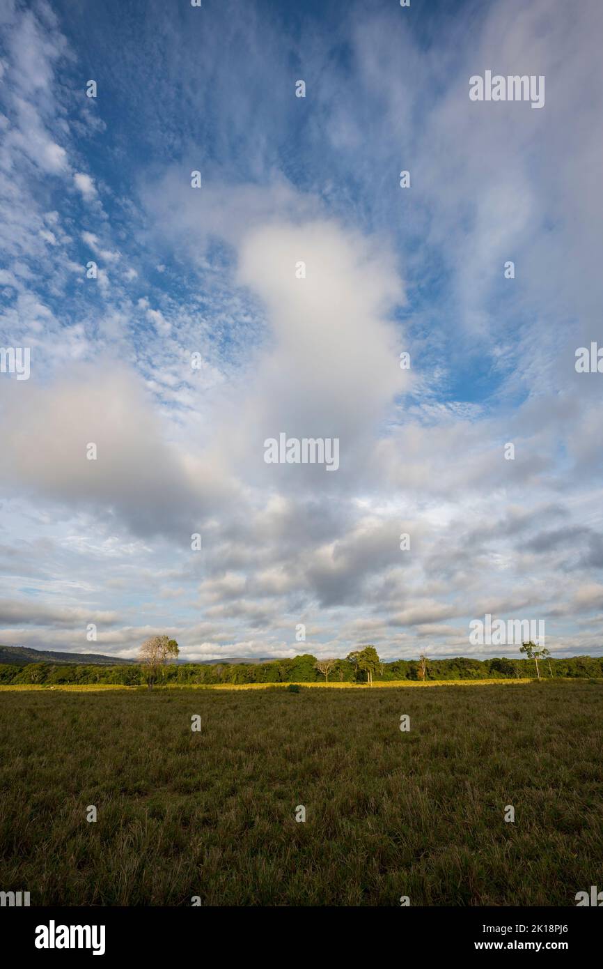 View of the savannah landscape with forest and dramatic clouds near ...