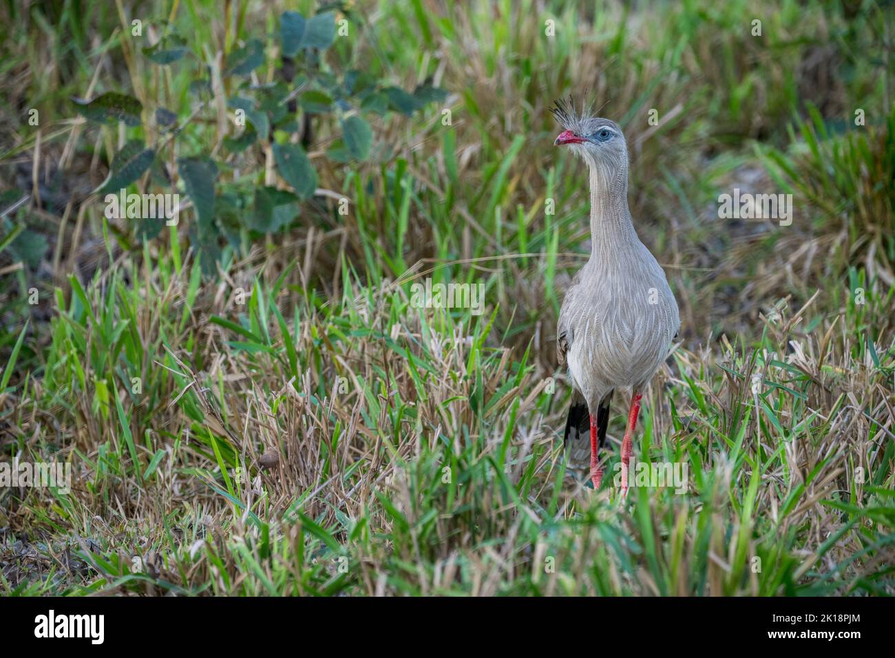A Red-legged Seriema (Cariama cristata) near Baiazinha Lodge in the ...