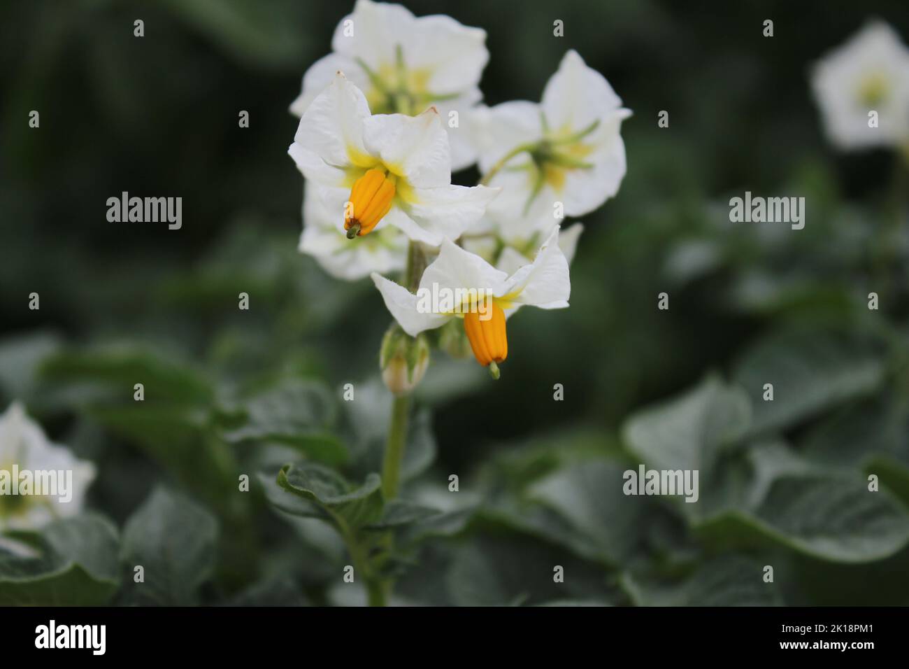 The potato tree is blooming. Beautiful inflorescence. Pink flower ...