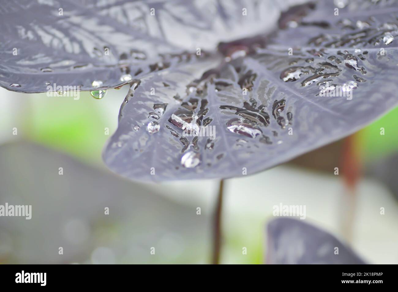 colocasia black ripple , Colocasia or black Colocasia plant and ...