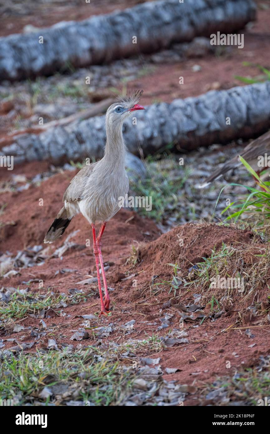 A Red-legged Seriema (Cariama cristata) near Baiazinha Lodge in the ...