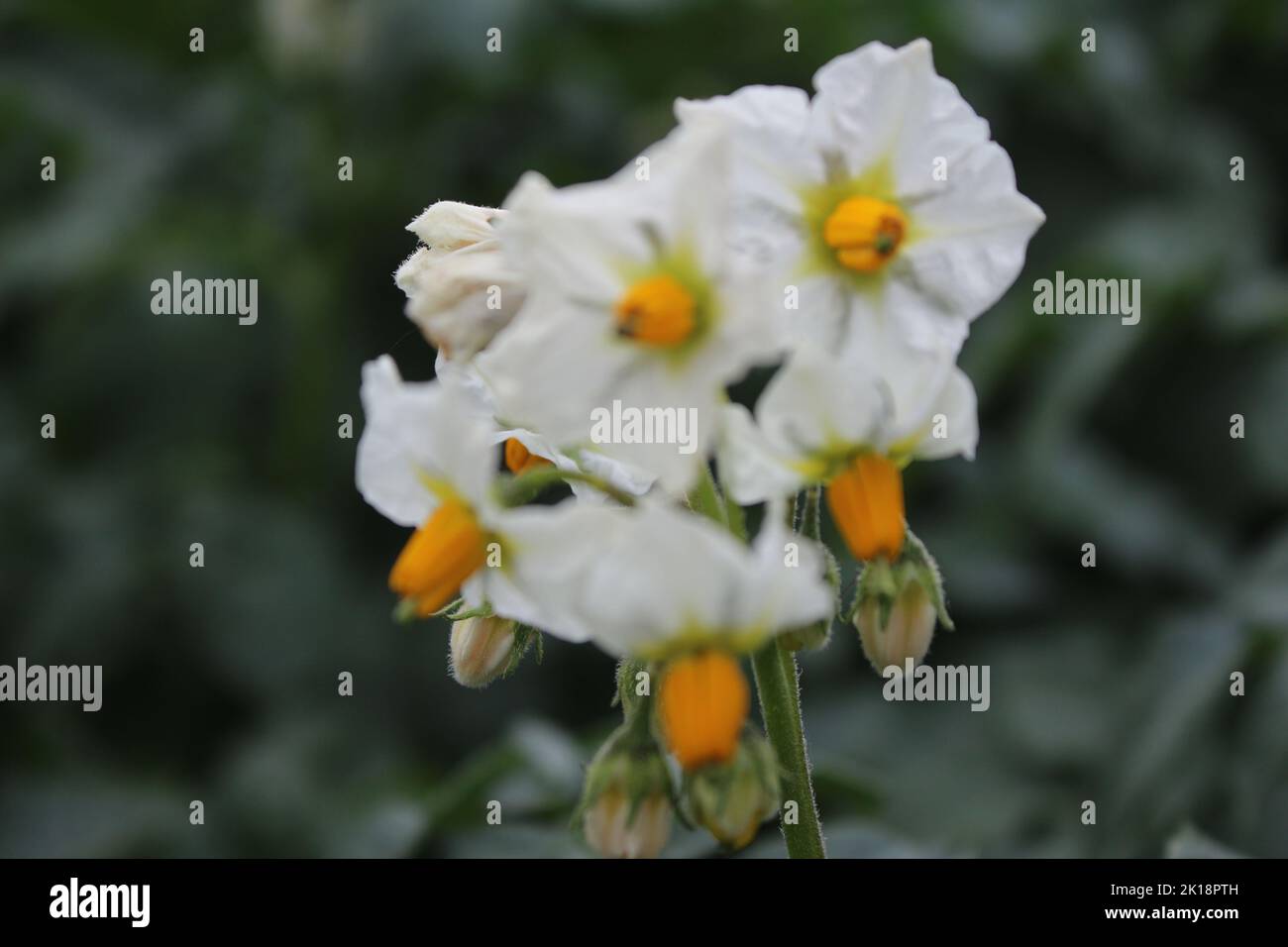 The potato tree is blooming. Beautiful inflorescence. Pink flower ...