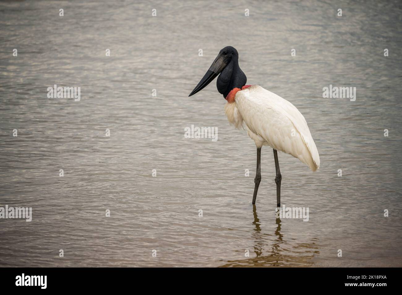 A Jabiru stork (Jabiru mycteria) along the Paraguay River near ...