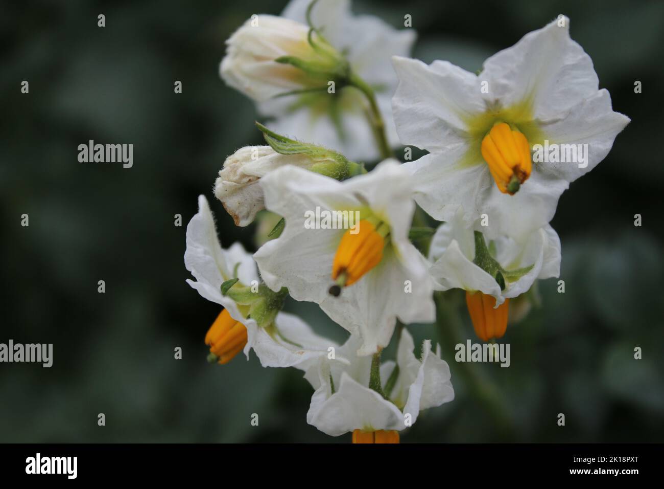 The potato tree is blooming. Beautiful inflorescence. Pink flower ...