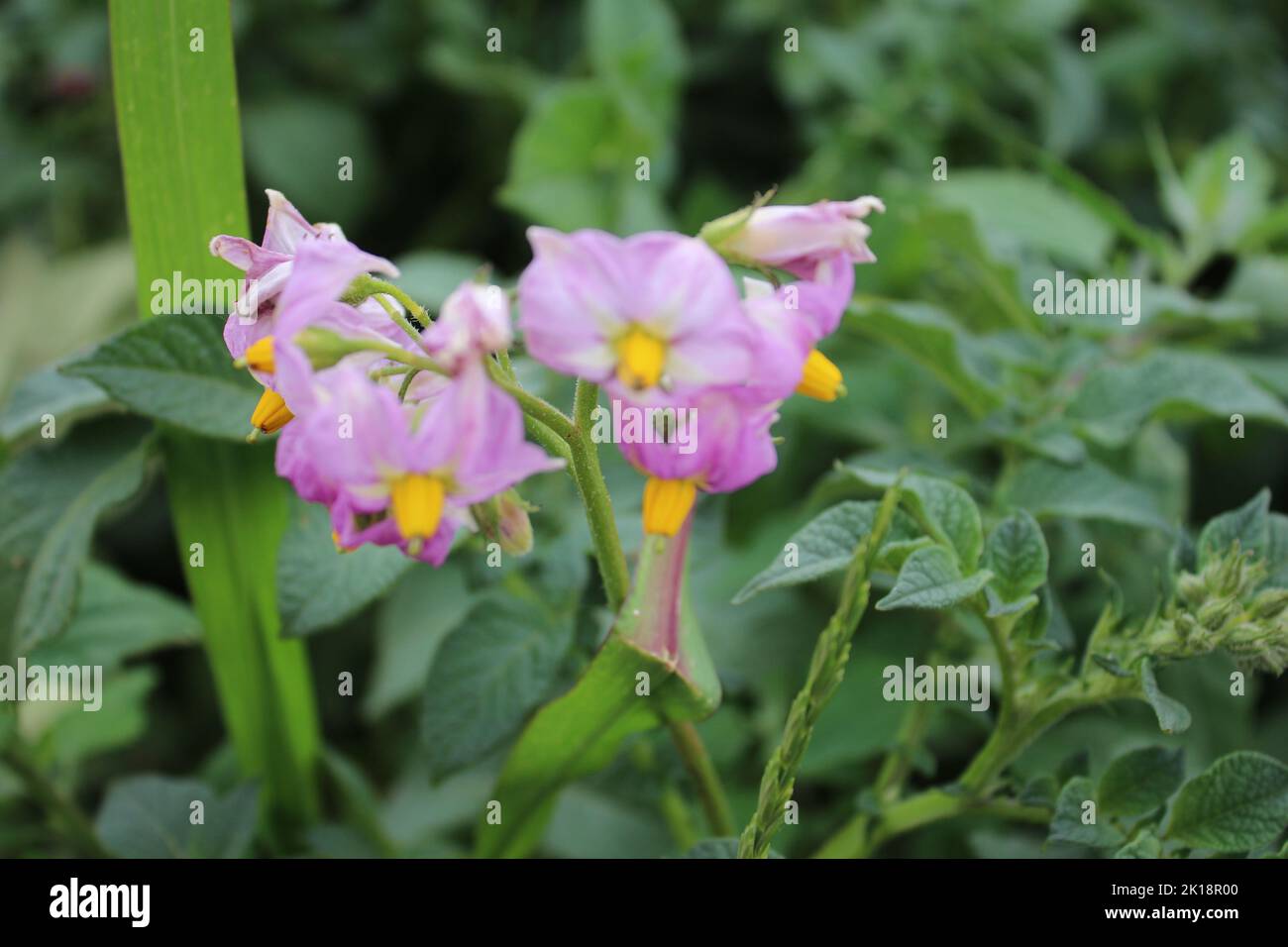 The potato tree is blooming. Beautiful inflorescence. Pink flower ...