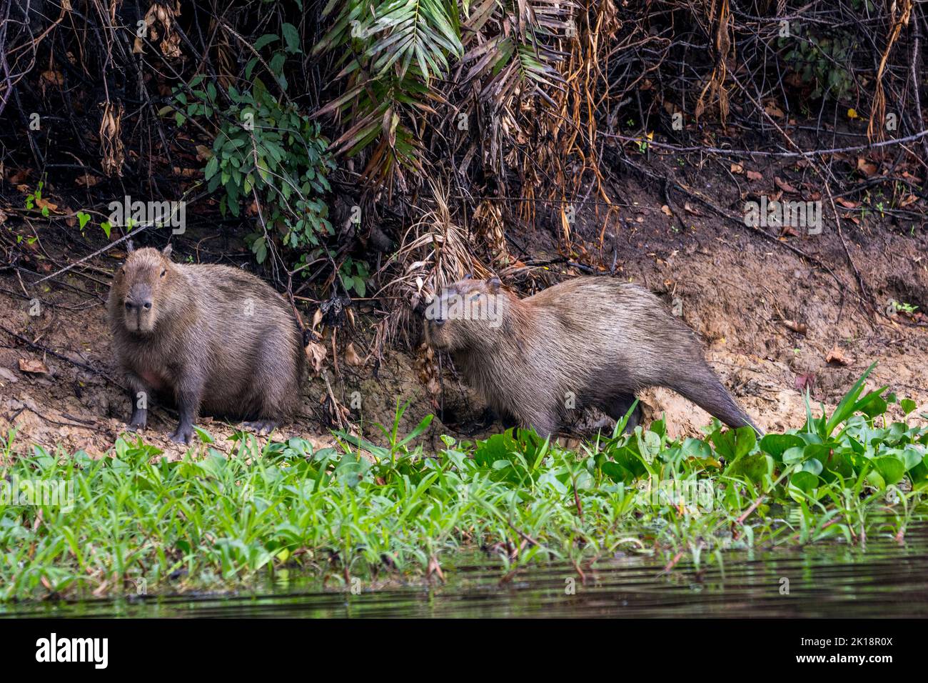 A capybara (Hydrochoerus hydrochaeris) couple on the riverbank of the ...