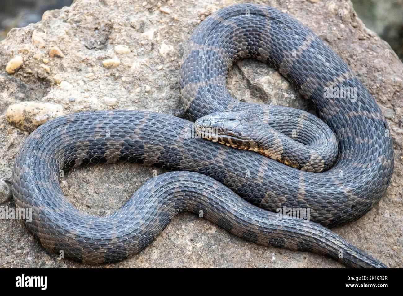 Fauna of indiana hi-res stock photography and images - Alamy