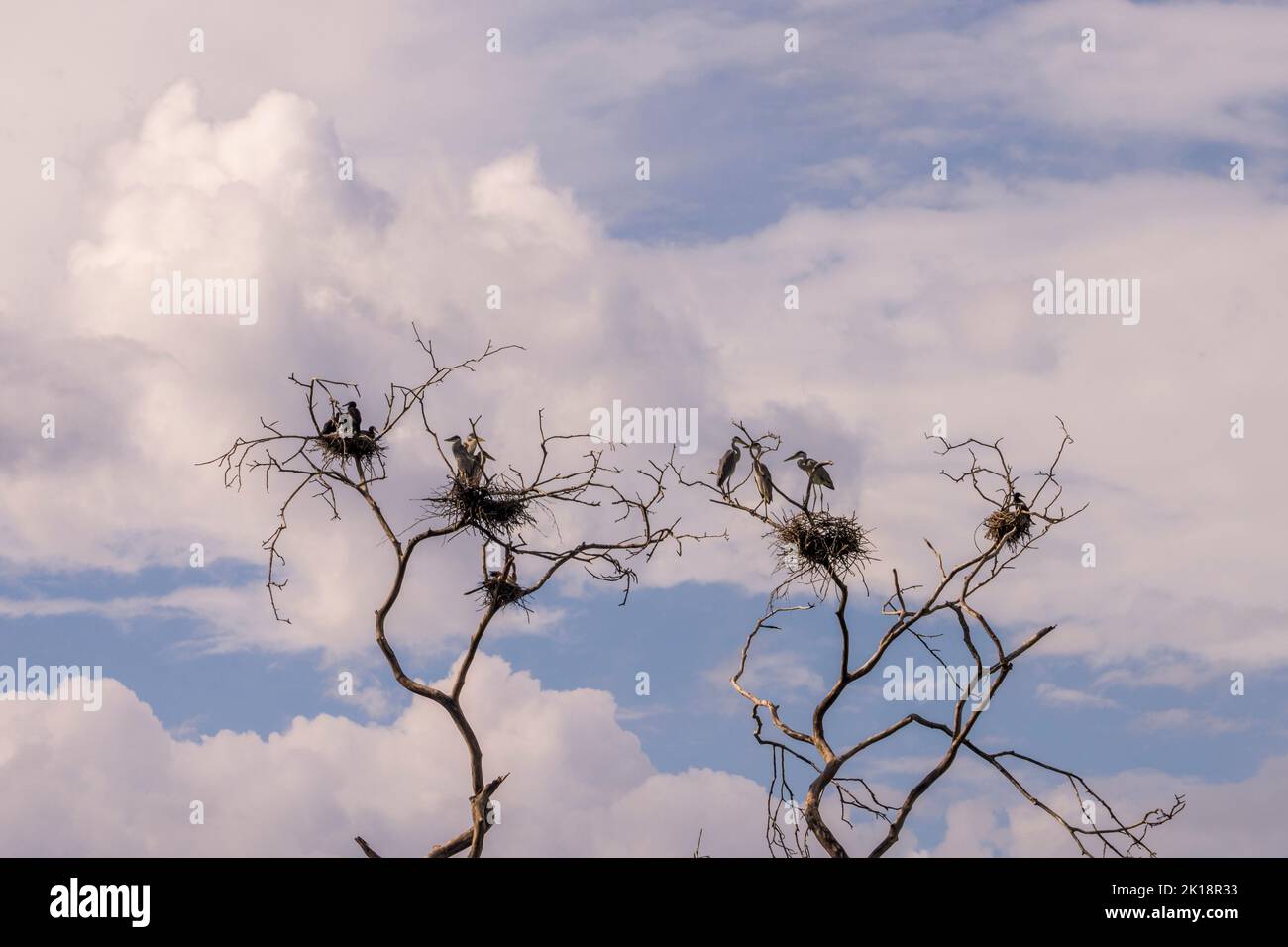 Neotropic cormorants (Phalacrocorax brasilianus ) and Cocoi herons ...