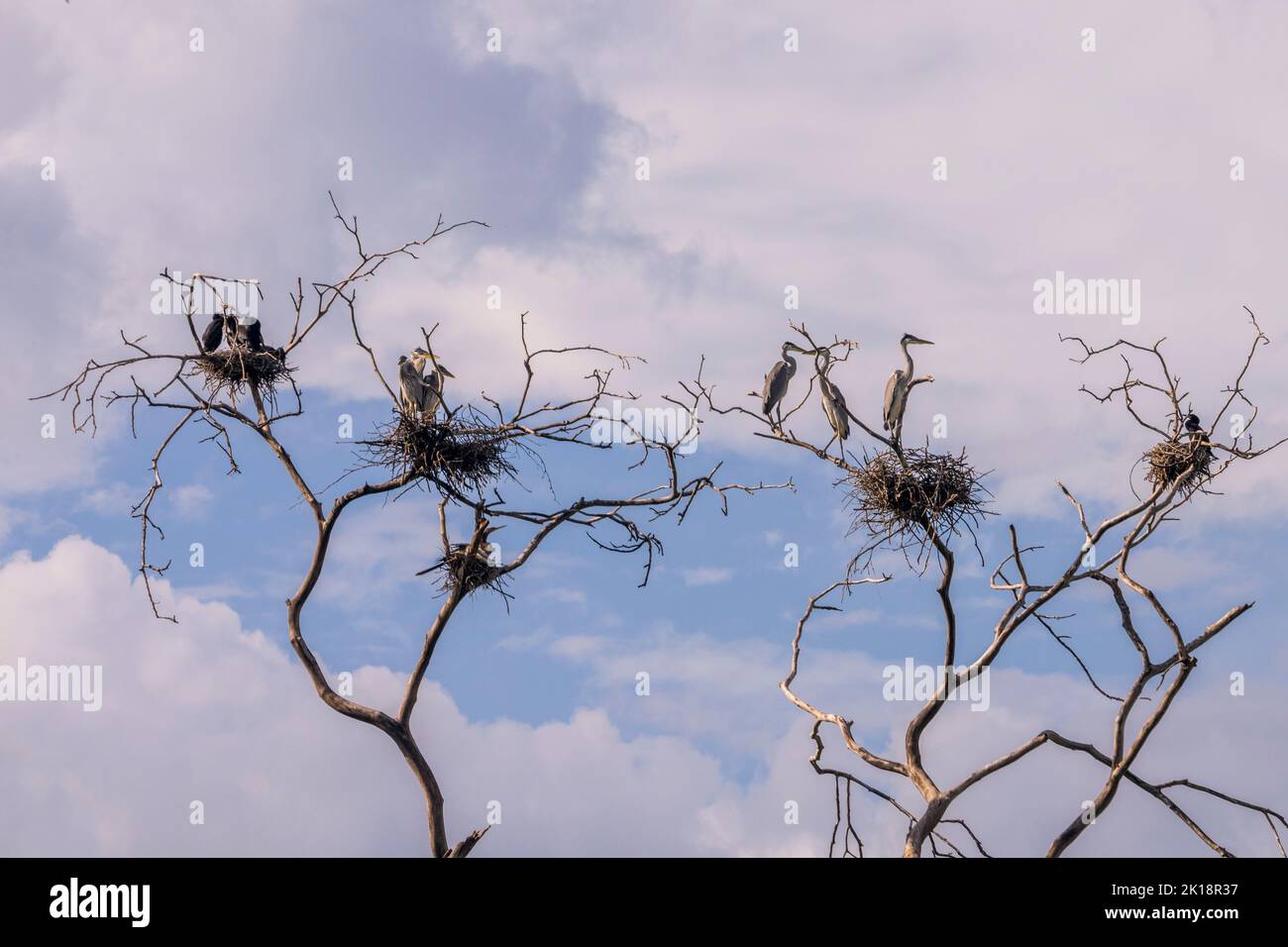Neotropic cormorants (Phalacrocorax brasilianus ) and Cocoi herons ...