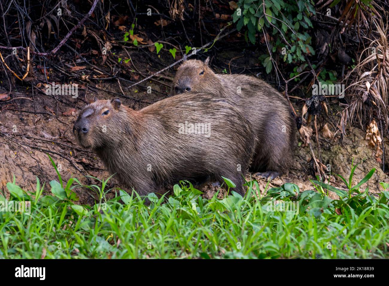 A capybara (Hydrochoerus hydrochaeris) couple on the riverbank of the ...