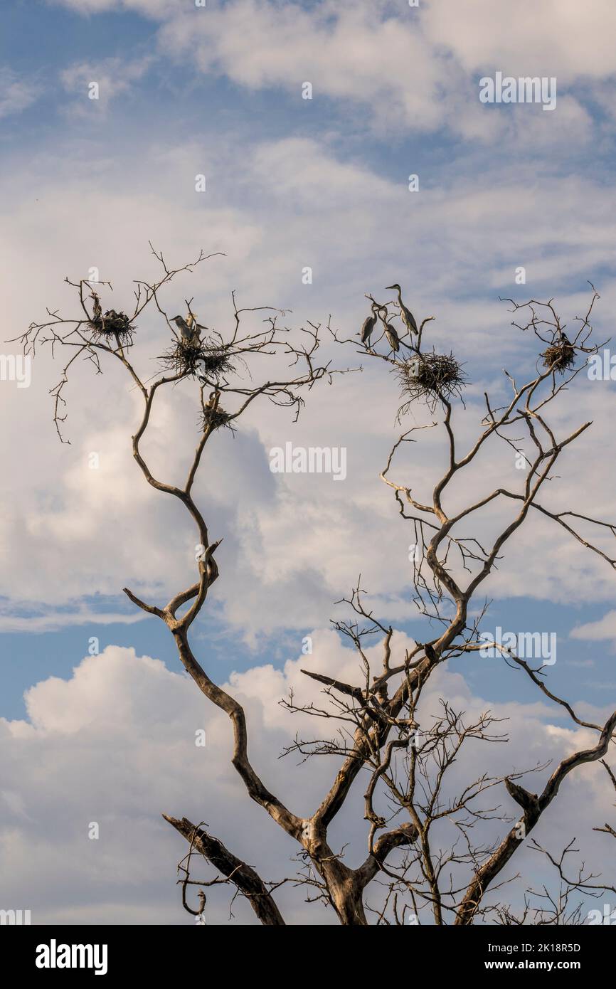 Neotropic cormorants (Phalacrocorax brasilianus ) and Cocoi herons ...