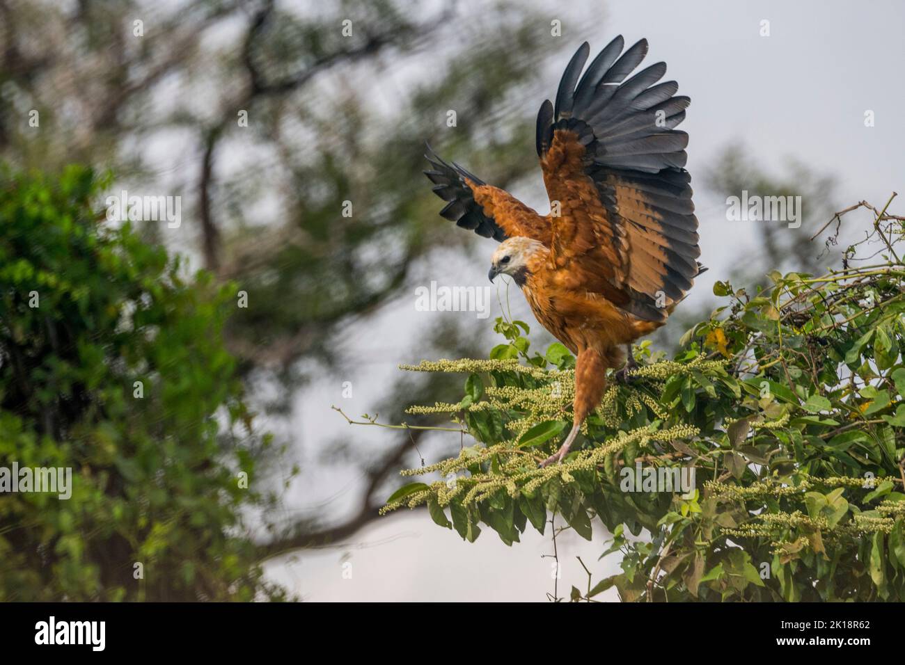 A Black-collared hawk (Busarellus nigricollis) perched in a tree along ...