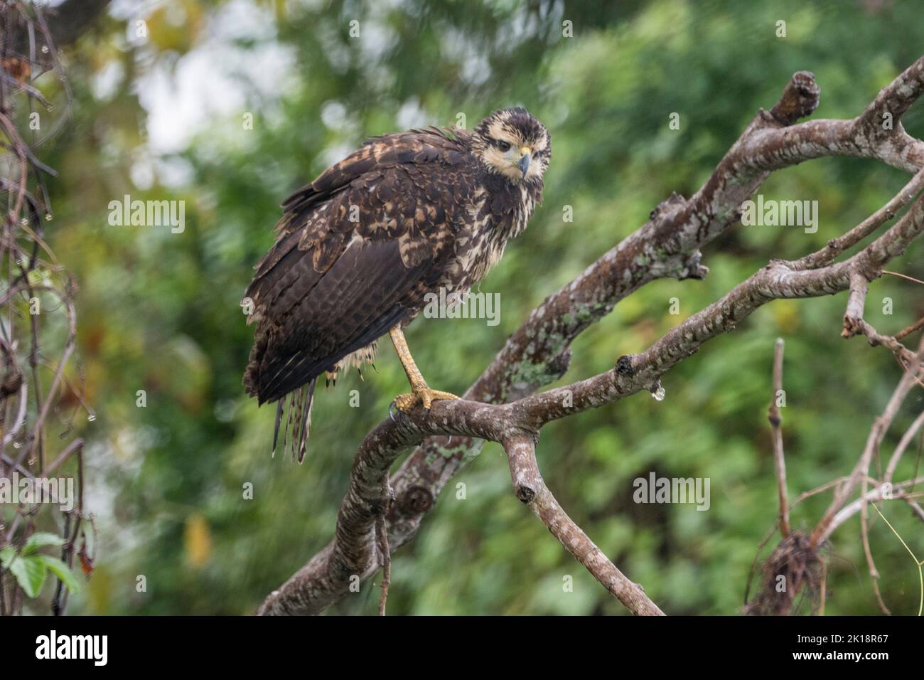 A juvenile common black hawk (Buteogallus anthracinus) perched in a ...