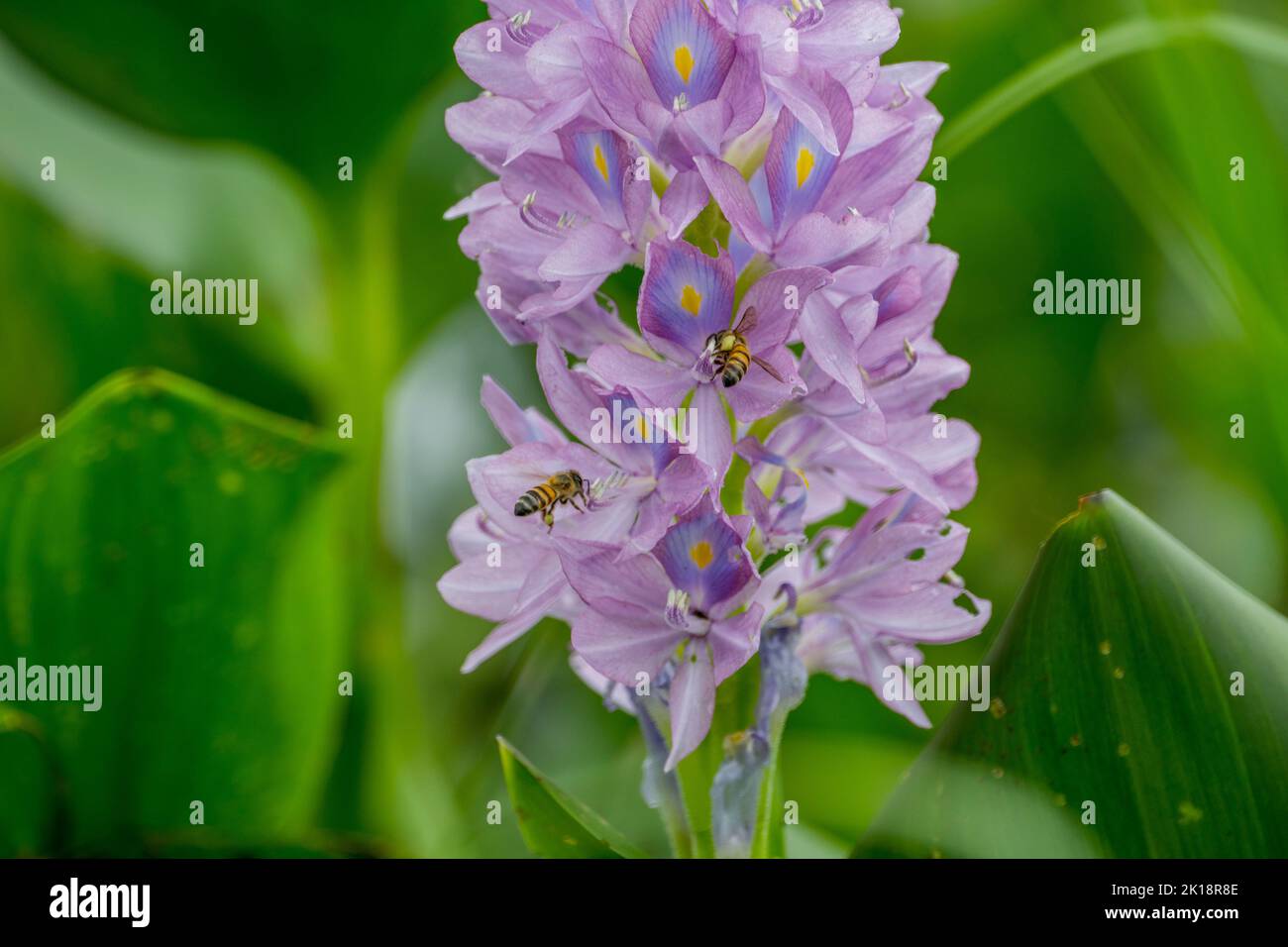 Bees on a blossom of a water hyacinth (Pontederia crassipes) along the ...