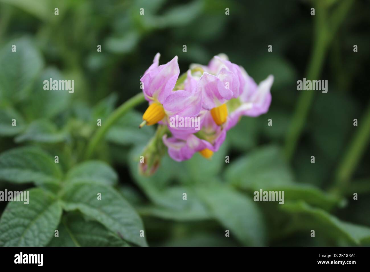 The potato tree is blooming. Beautiful inflorescence. Pink flower ...