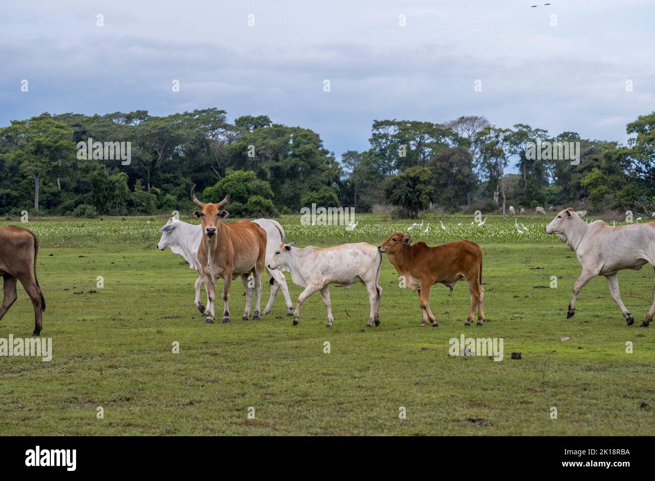 Nelore cattle near the Piuval Lodge in the Northern Pantanal, State of Mato Grosso, Brazil Stock ...