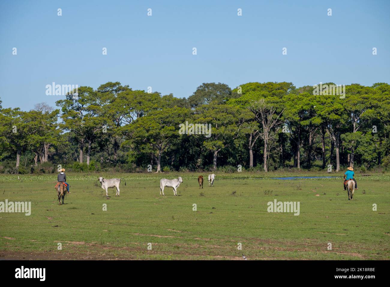 Pantaneiros (Brazilian cowboys) on horseback herding Nelore cattle near ...