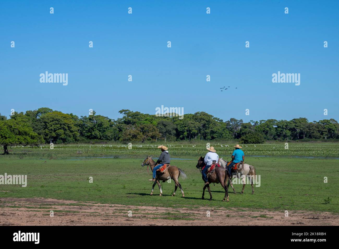 Pantaneiros (Brazilian cowboys) on horseback herding Nelore cattle near ...