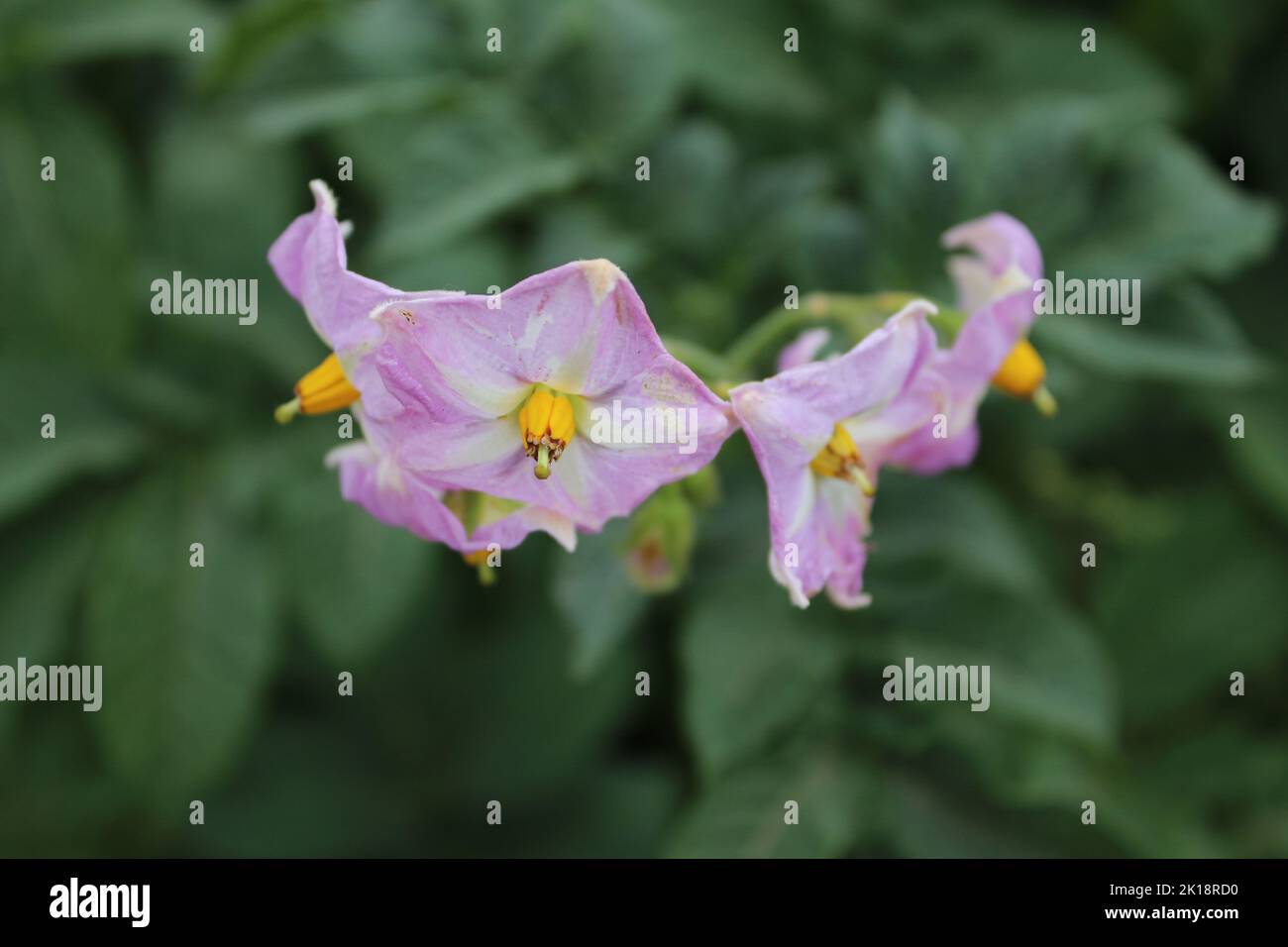The potato tree is blooming. Beautiful inflorescence. Pink flower ...