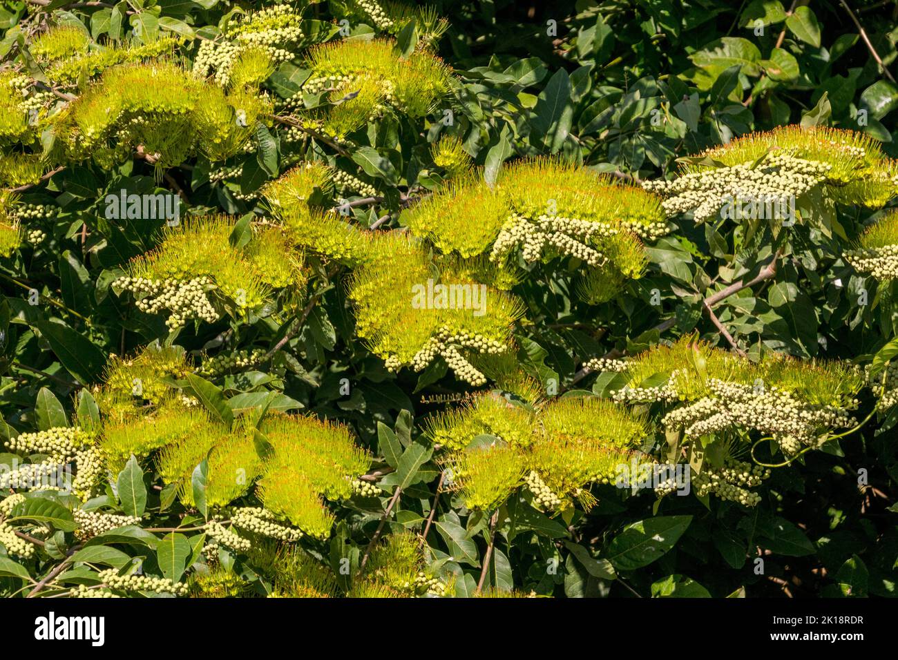 Combretum hi-res stock photography and images - Alamy