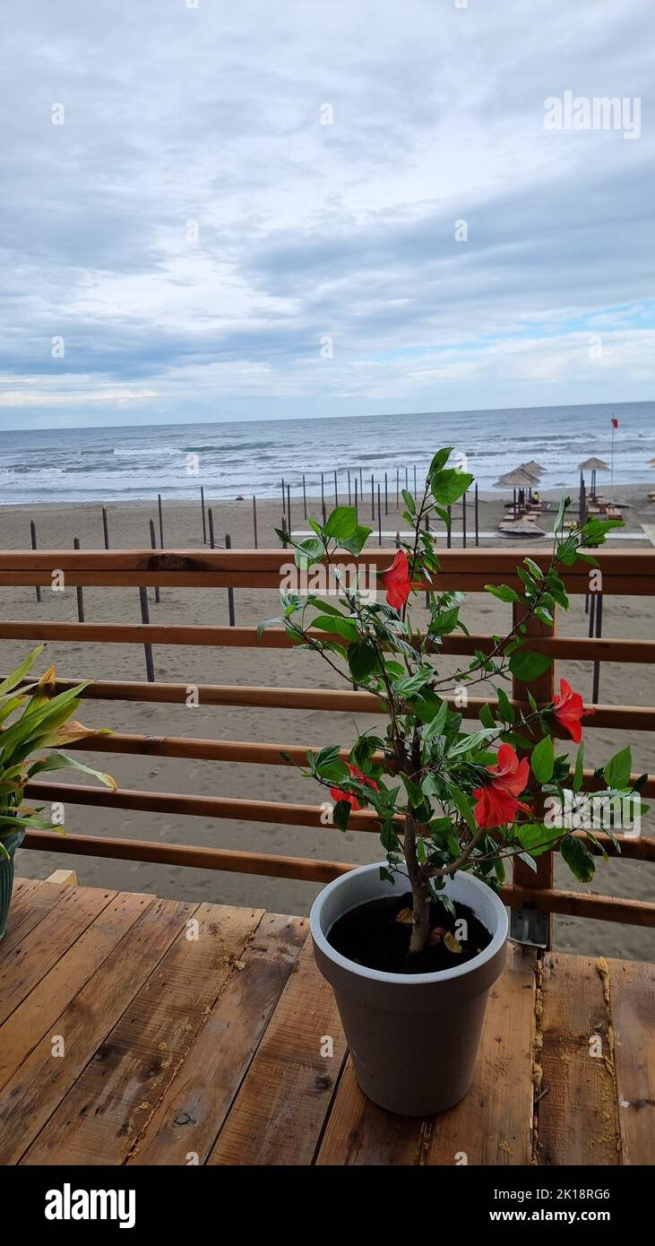 A vertical shot of a potted red rose mallow flower at the wooden facade ...