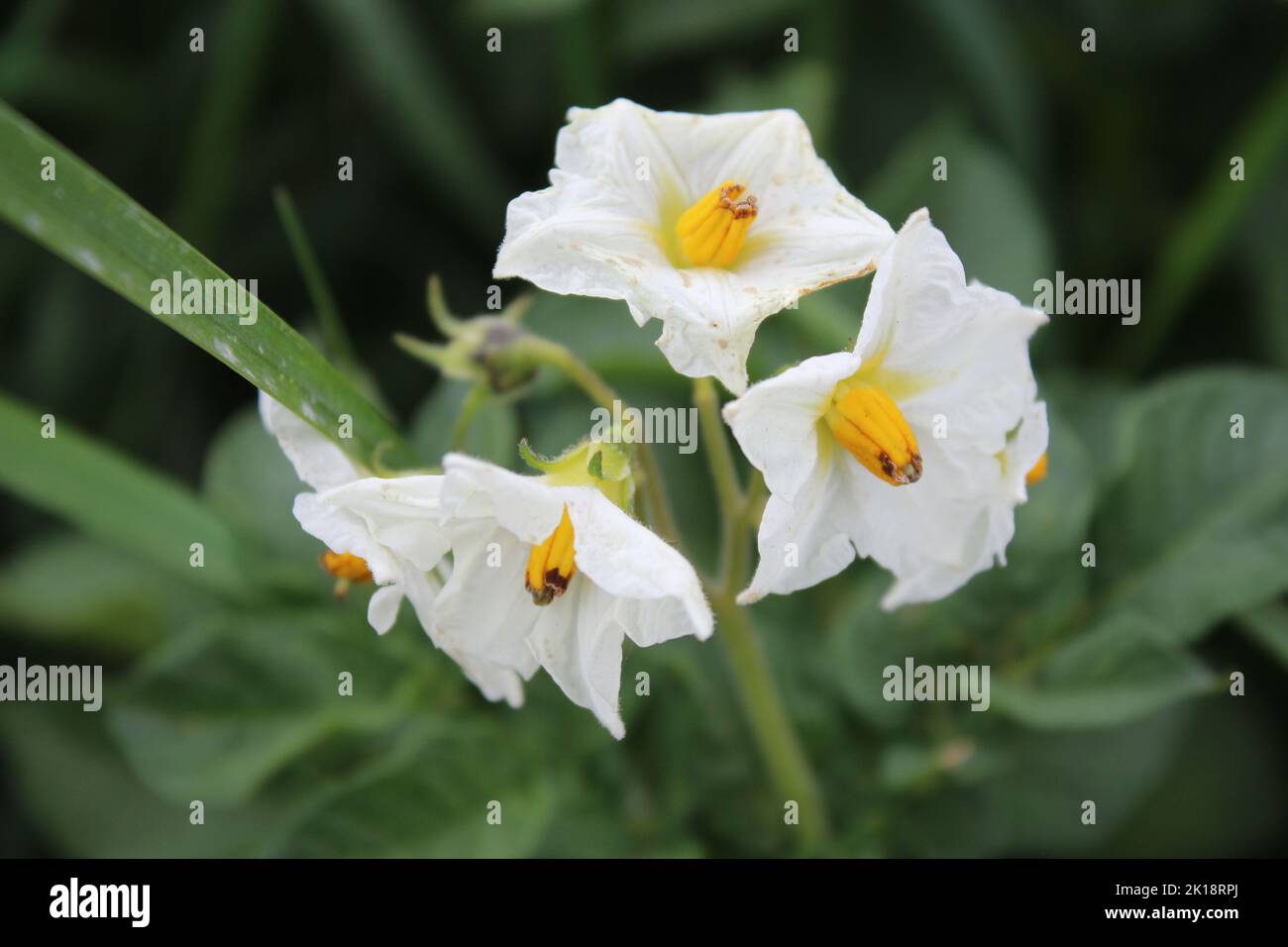 The potato tree is blooming. Beautiful inflorescence. Pink flower ...
