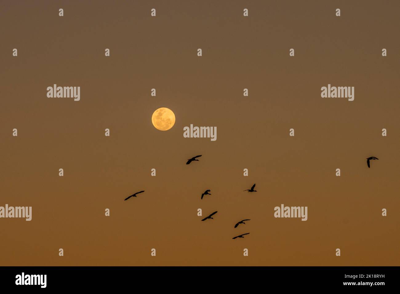 Black-bellied whistling ducks (Dendrocygna autumnalis) flying in front ...