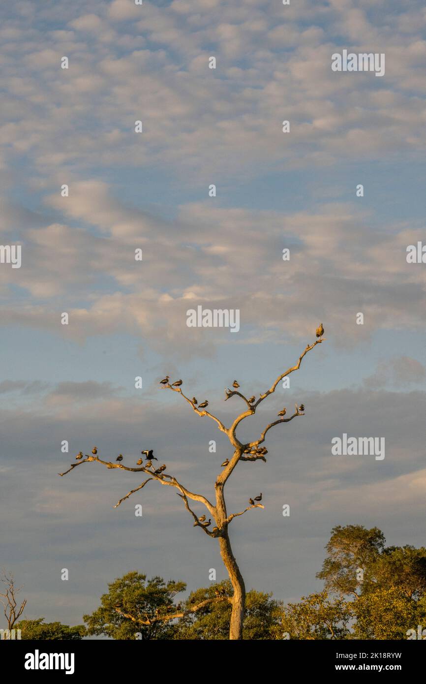 Black-bellied whistling ducks (Dendrocygna autumnalis) roosting in a ...